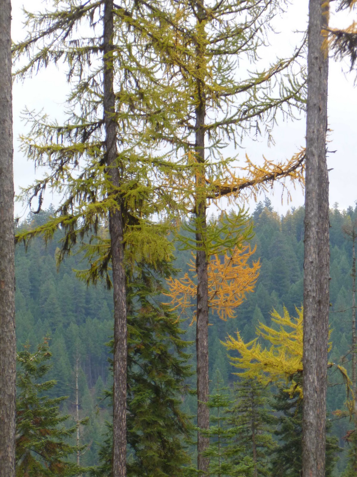 Rural Revolution: Pretty larches
