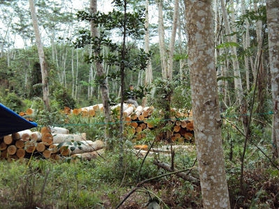 Trees for the Forestry Industry: Sengon (Paraserianthes falcataria)