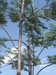 Trees for the Forestry Industry: Mindi Tree