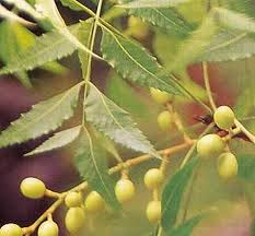 Trees for the Forestry Industry: Mindi Tree