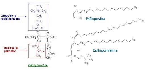 Bioquímica : Esfingolipídeos e Terpenos
