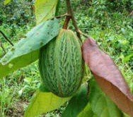 TODA FRUTA: PATASTE (Theobroma bicoloar)