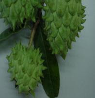 TODA FRUTA: BIRIBÁ - (Rollinia mucosa - biriba-comum, liso e prolific)