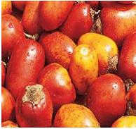 TODA FRUTA: MANÁ ou CUBIU - (Solanum sessiliflorum)