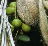 TODA FRUTA: MARAJÁ - (Bactris maraja)
