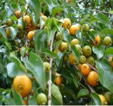 TODA FRUTA: GUABIROBA