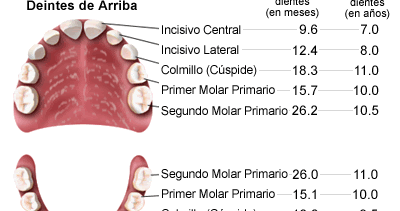 Baúl de Logopedia y Atención Temprana: La Dentición