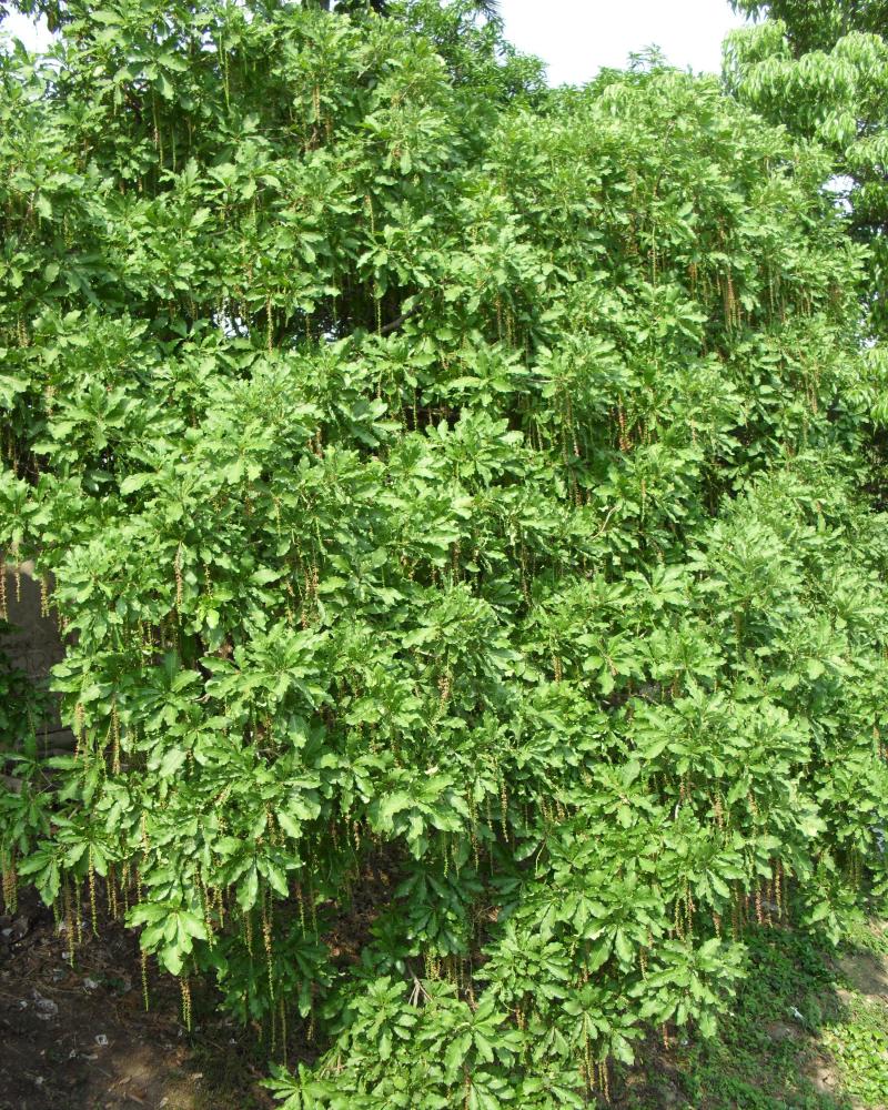 Freshwater Mangrove - Barringtonia acutangula