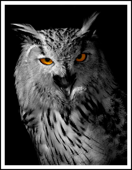 el buho oscuro: presentacion