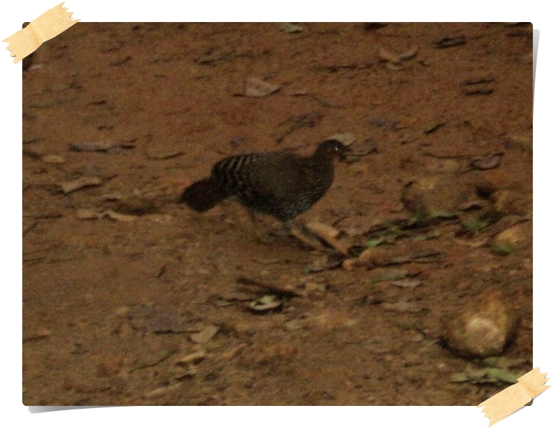 Heritages of Sri Lanka: Trip to Sinharaja rain forest