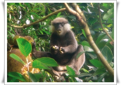 Heritages of Sri Lanka: Animals in Sinharaja