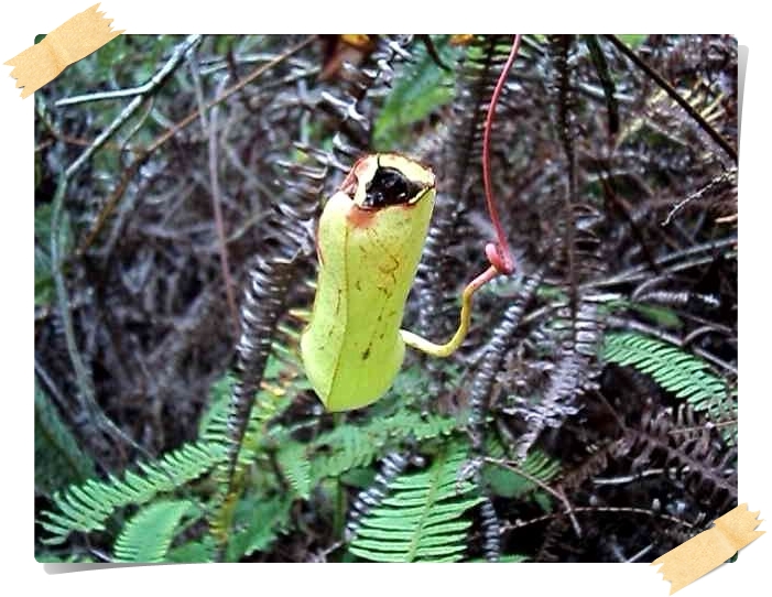 Heritages of Sri Lanka: Plants in Sinharaja Rain Forest