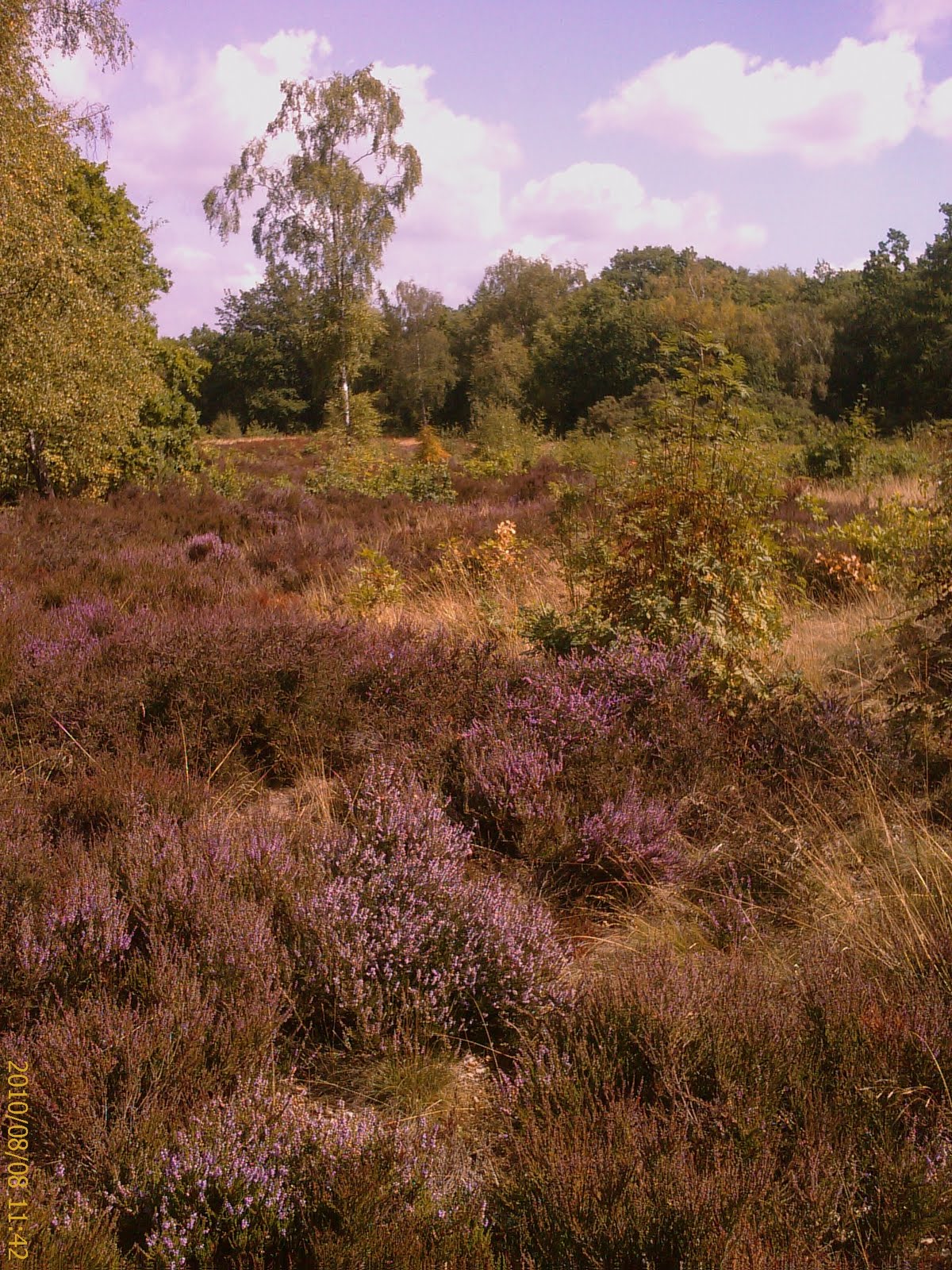 Capital nature - Barnehurst, Bexley and beyond: 8/8/10: Croydon ...