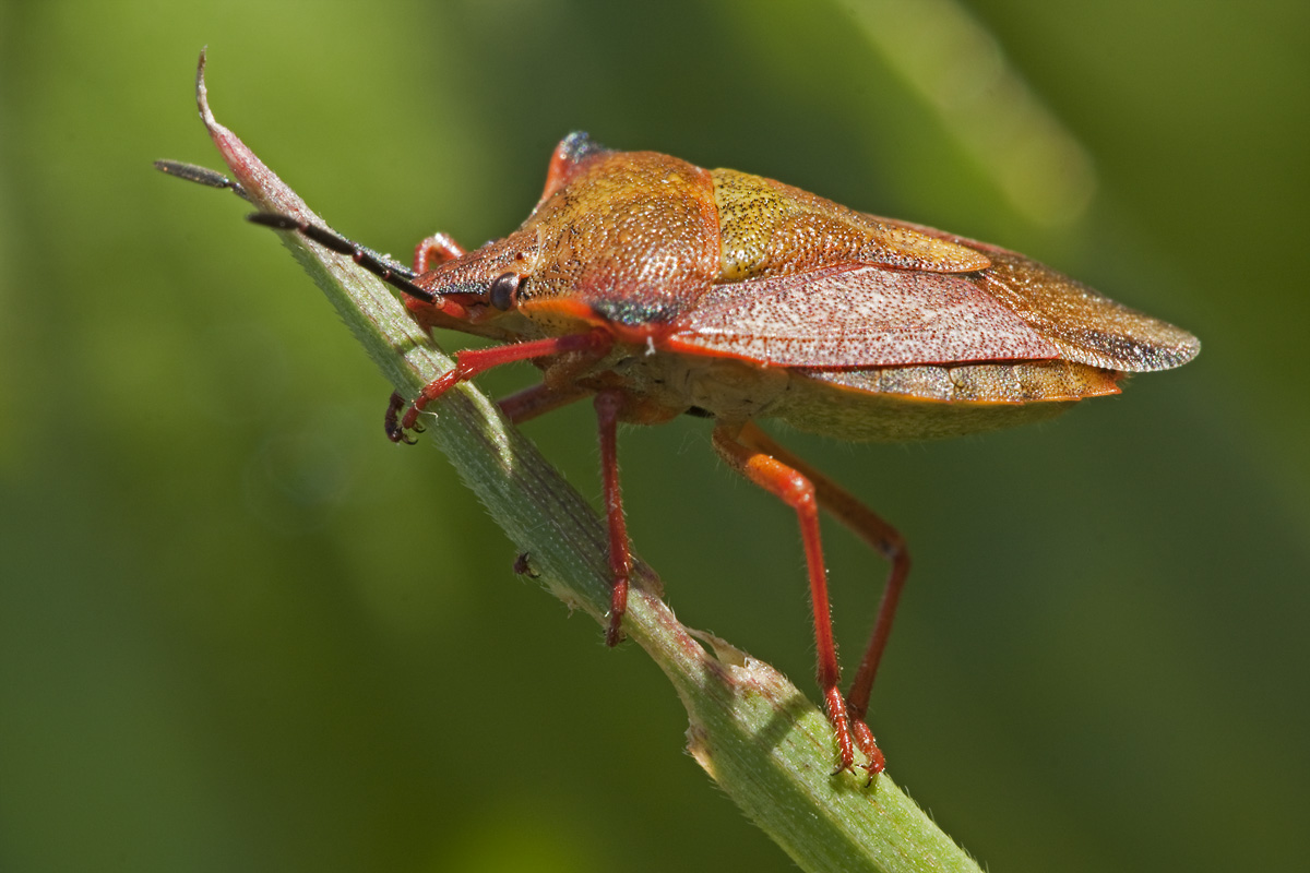 Almonte Foto: La Chinche Roja