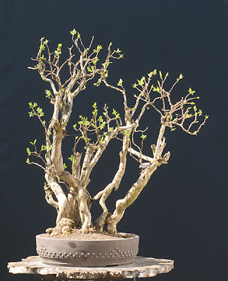 Walter Pall Bonsai Adventures: lilac clump