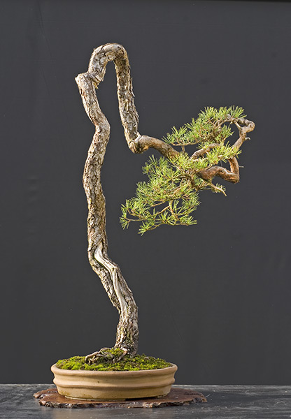 Walter Pall Bonsai Adventures: Scots pine literati final design