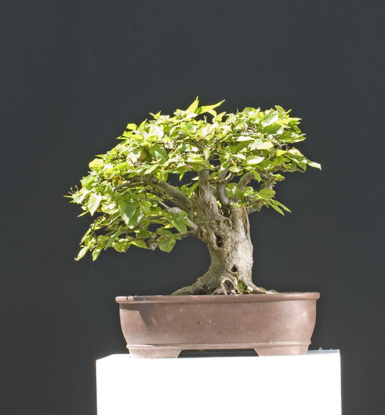 Walter Pall Bonsai Adventures: small hornbeam