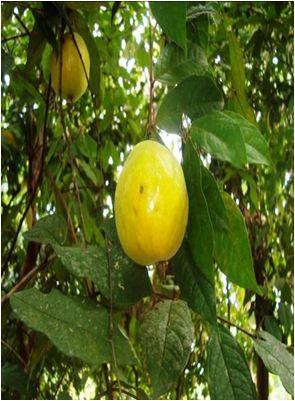 hervariovirtualcervantes: Araza