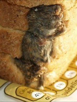 INSÓLITOS: Rato prensado em fatias de pão da Premier Food