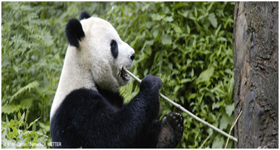Save the WILD !!: ABOUT WWF- contents focusing on Giant Pandas :)