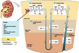 BLOG KHUSUS BIOLOGI: GINJAL DAN PROSES PEMBENTUKAN URIN