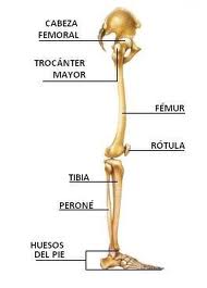 Anatomia Funcional: miembro inferior