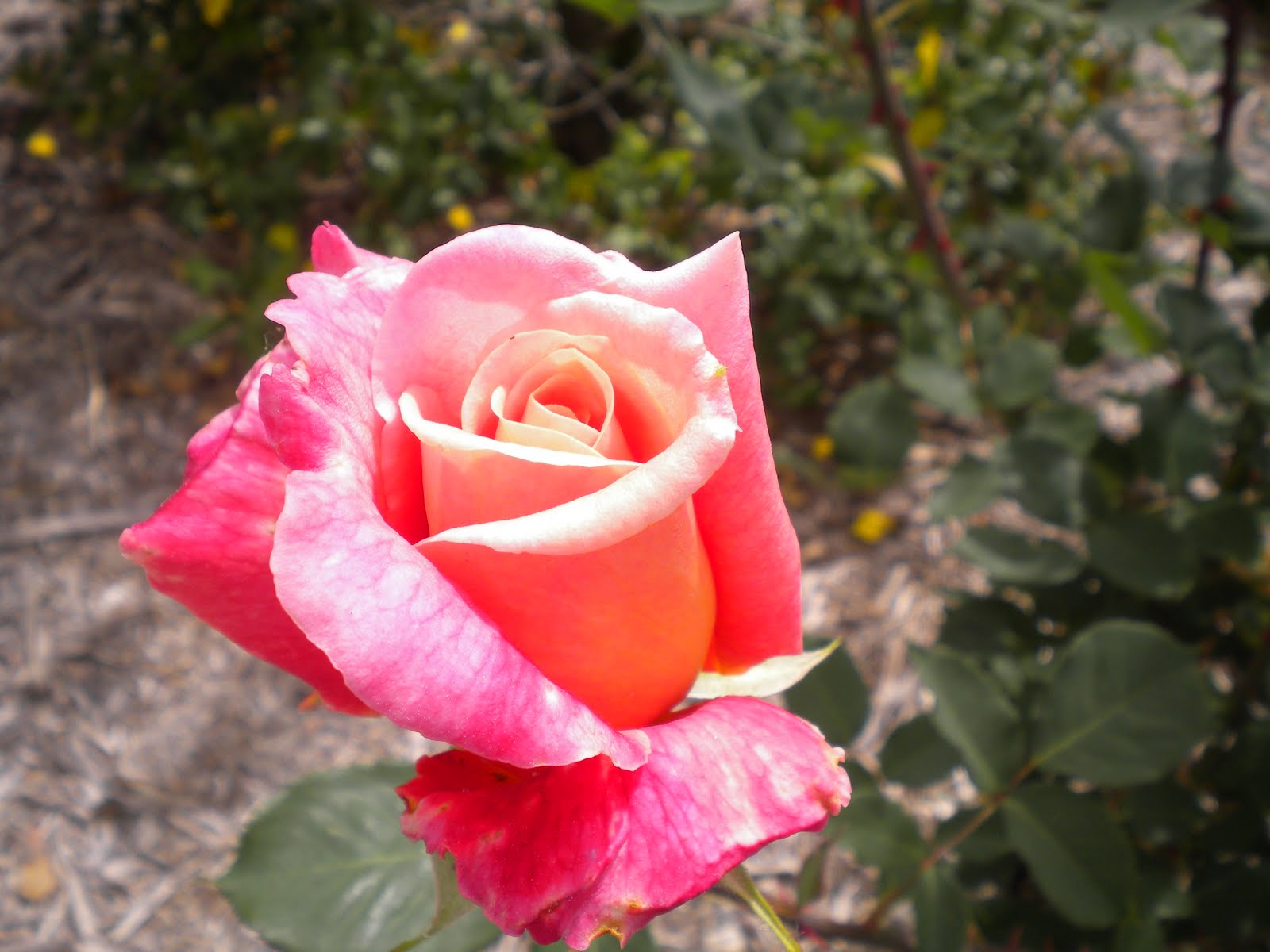 ELENA FOTOGRAFIA: FLORS