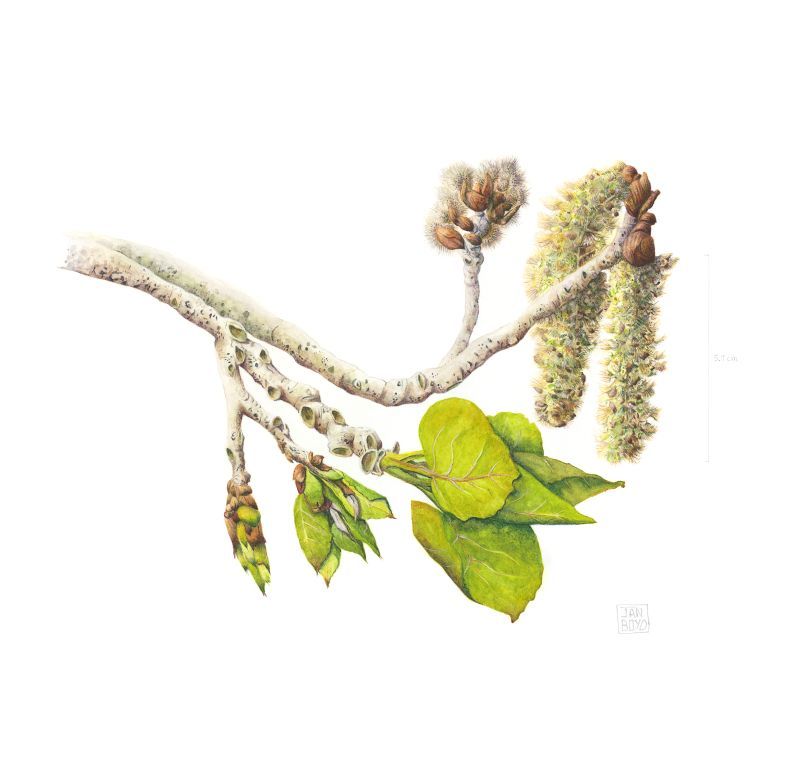 Populus sp. tremuloides, quaking aspen Long petiole, fuzzy seeds ...