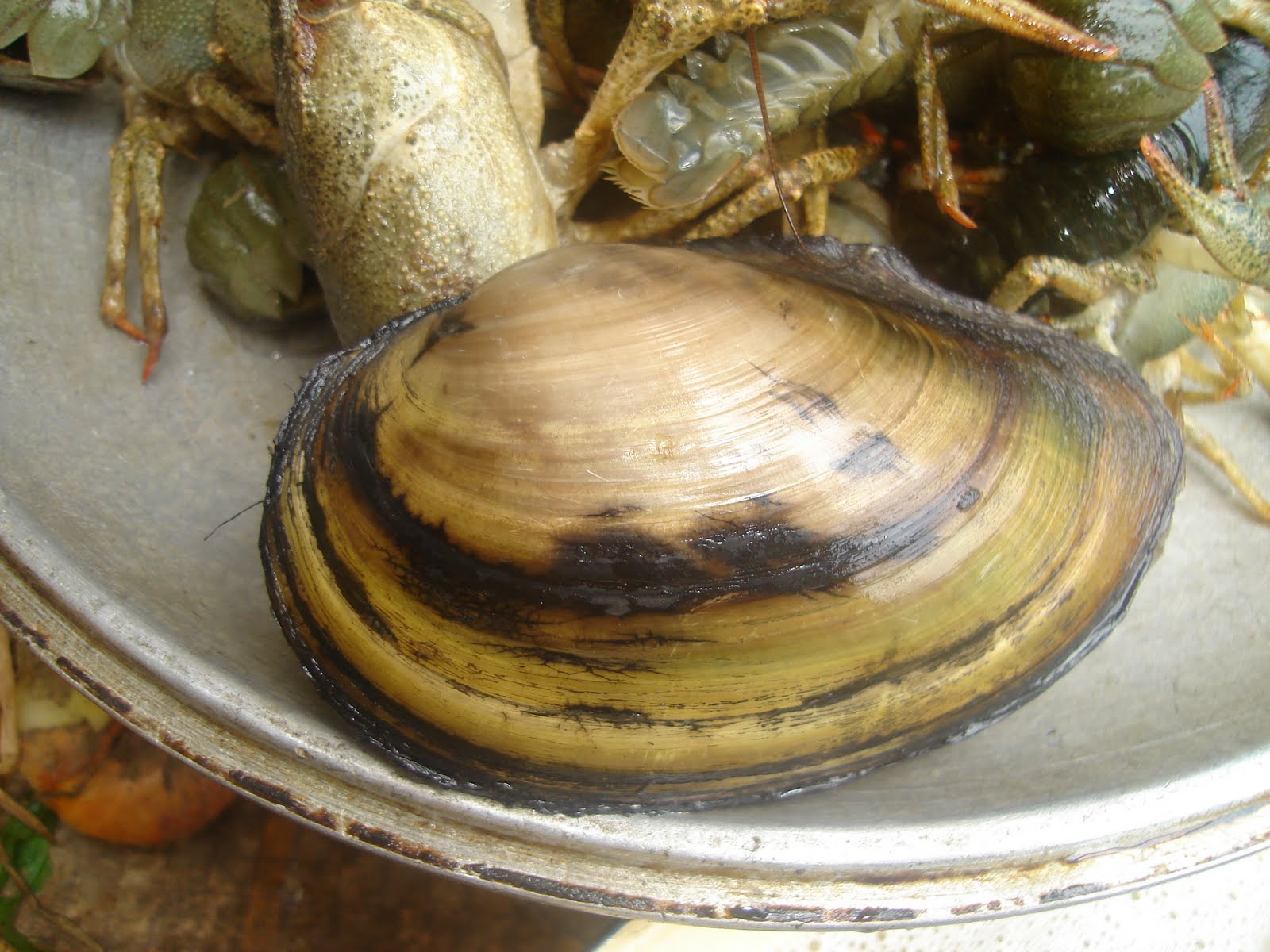 Monya`s ... !!!: Raci, scoici