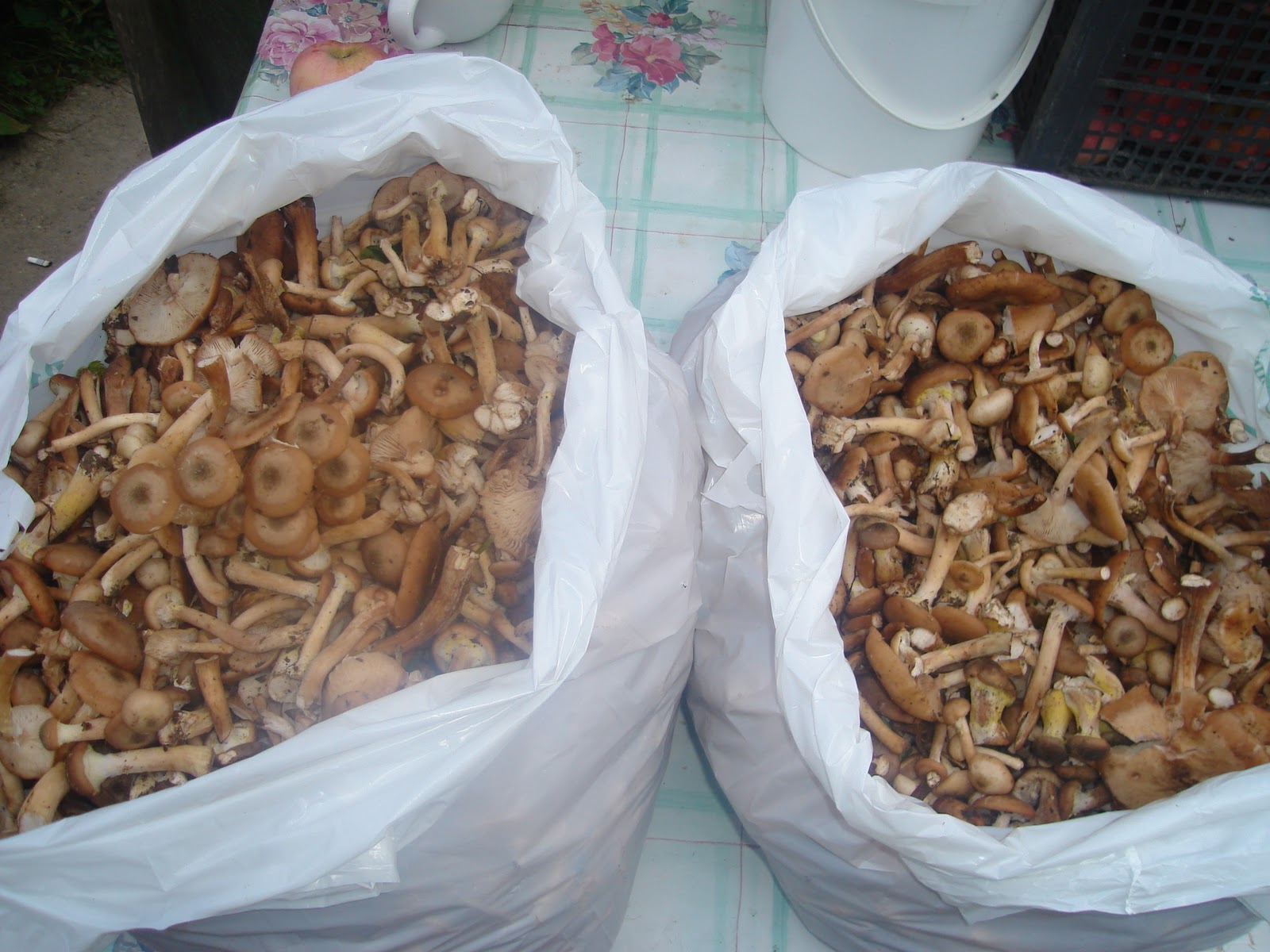 Monya`s ... !!!: Bureti....