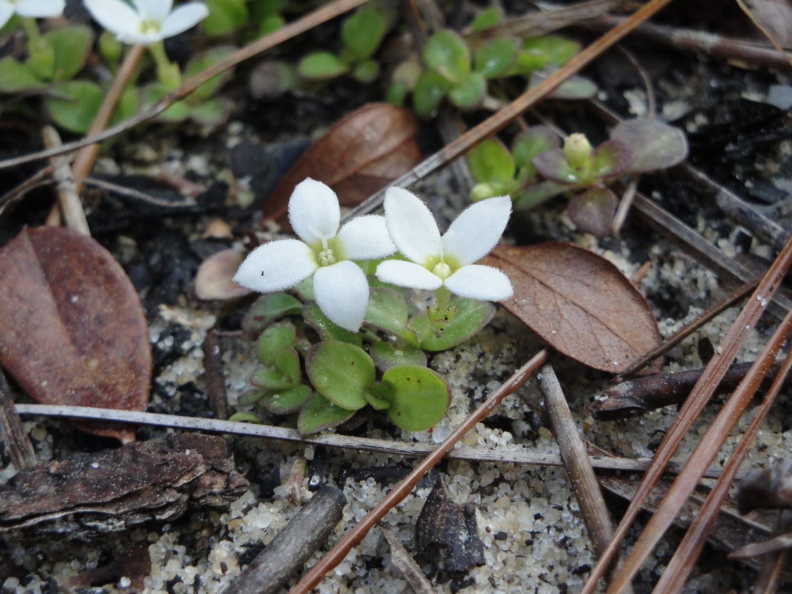 onward, westward: Spring flowers part 1