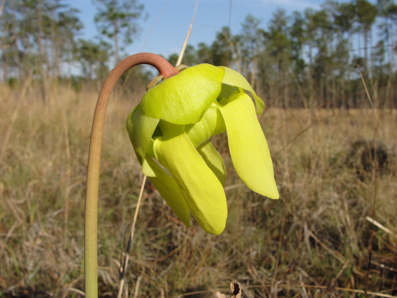 onward, westward: Pitcher plants in bloom