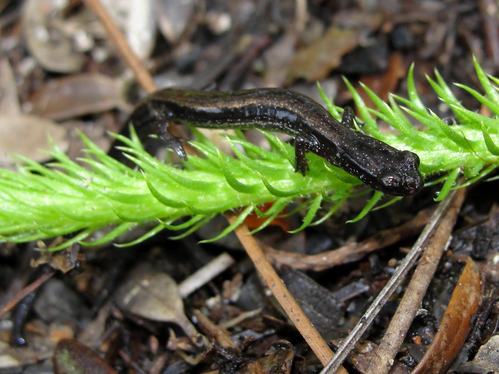 onward, westward: Assorted goodies and more cool snakes