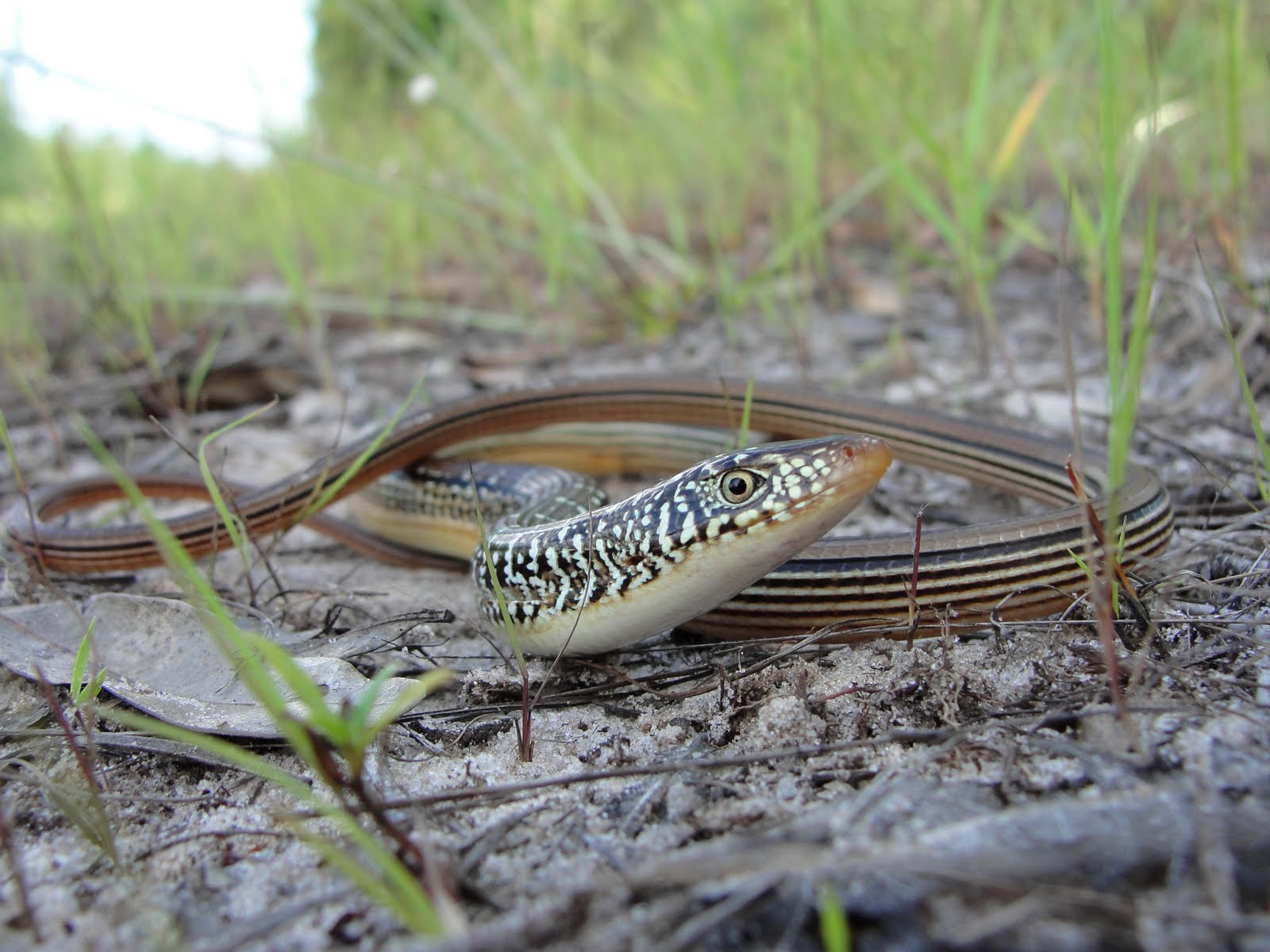 onward, westward: Assorted goodies and more cool snakes