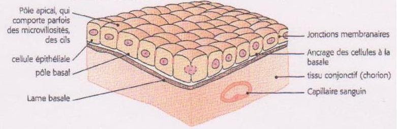 Organisation tissulaire: I. Le tissu épithéliale = L.épithélium.
