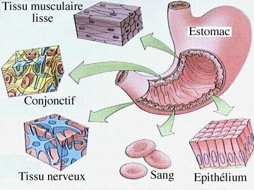 Organisation tissulaire