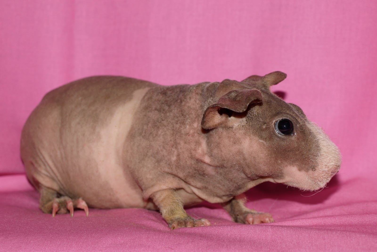 Piggy Junction: Our Skinny Pig Sows