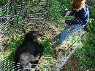 BEAR BLOG AND CARCASS CAM: BLACK BEAR DECOMPOSITION - WEEK 1