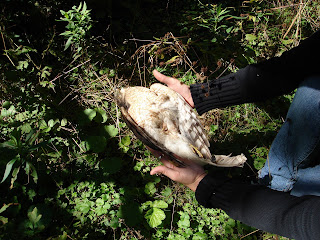 BEAR BLOG AND CARCASS CAM: Decomposition of a migratory hawk