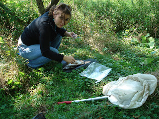 BEAR BLOG AND CARCASS CAM: Decomposition of a migratory hawk