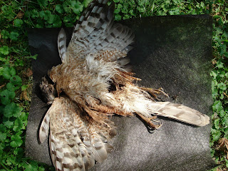 BEAR BLOG AND CARCASS CAM: Decomposition of a small hawk is a fast ...