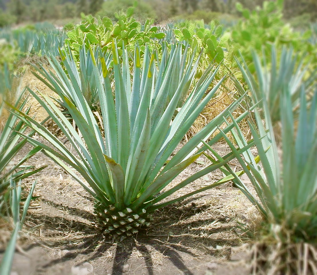"El mundo de Giraud": plantas maravillosas de mexico
