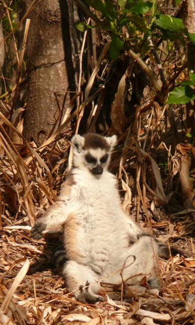 Yann and Catherine's Global Undertaking: RN7 Trip – Ambalavao to Ranohira