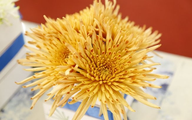 Florbeta: Anastasia, a flor elegante