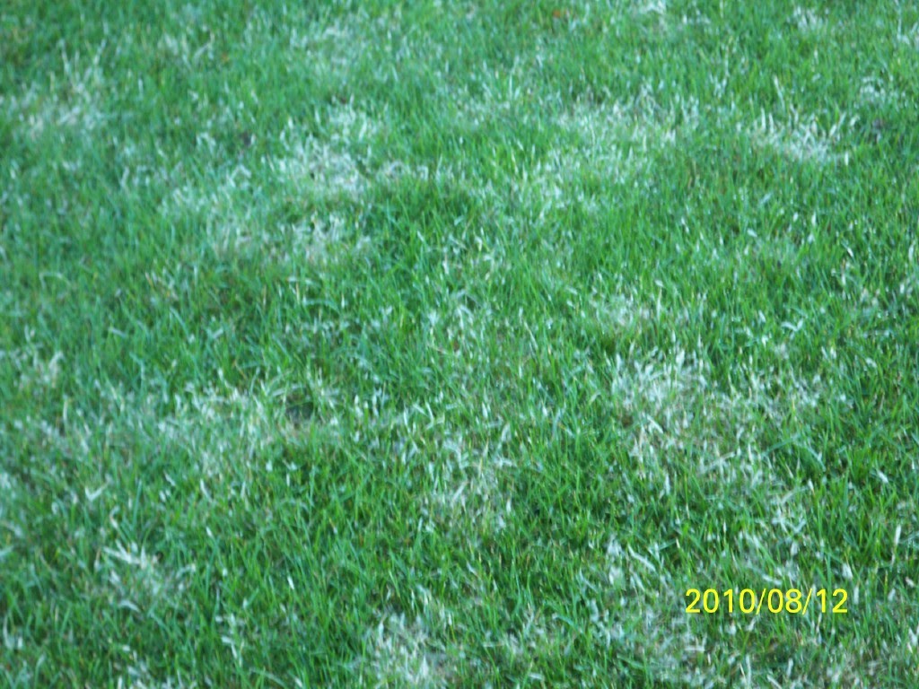 iaTURF: PYTHIUM BLIGHT IN LAWNS