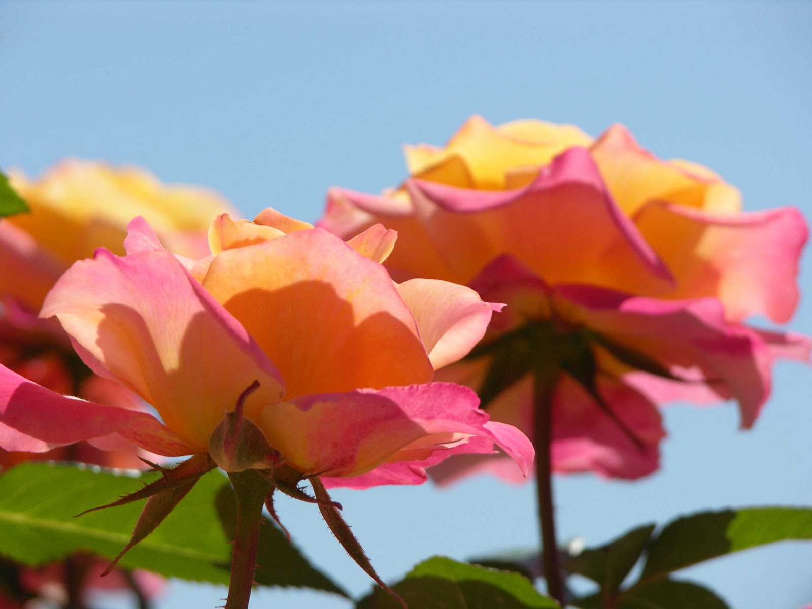 Creative Splatter: Rose Photos