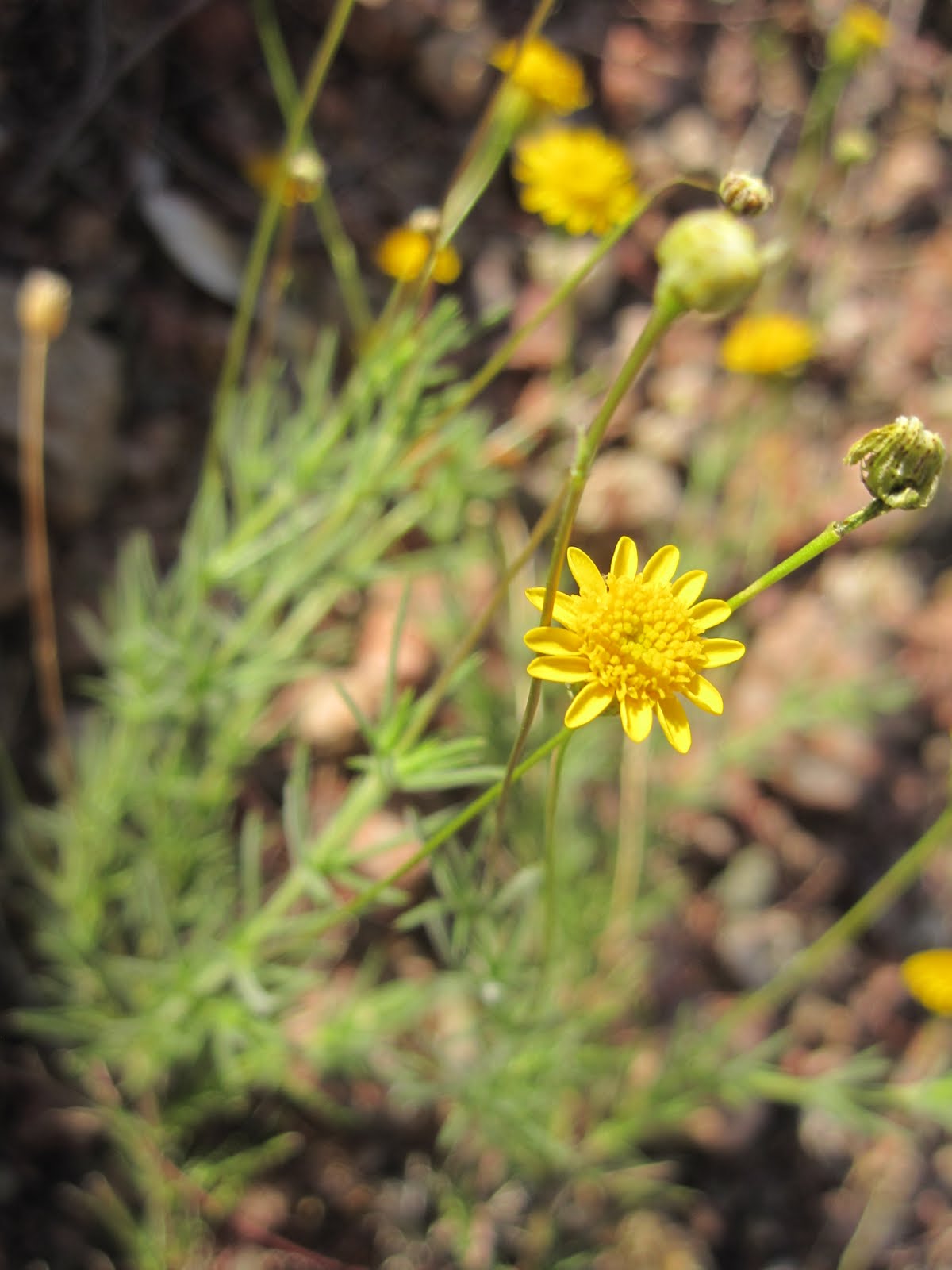 simply freckles: yellow weeds