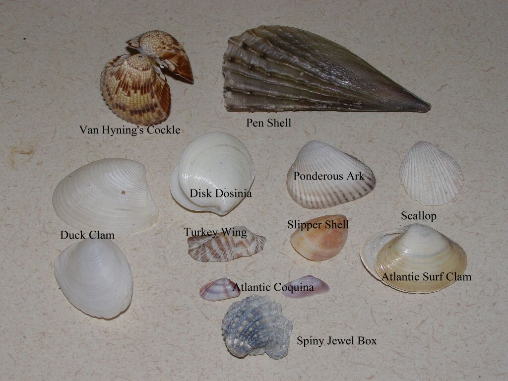 Queenie's Beads: Shells - Part 2
