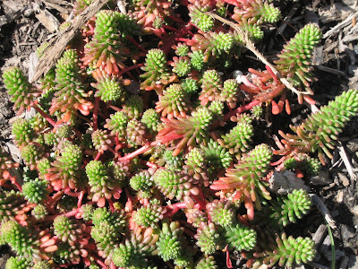 Lisa Bonassin's Garden: What's Blooming Now - Sea Star Sedum 05/07/10