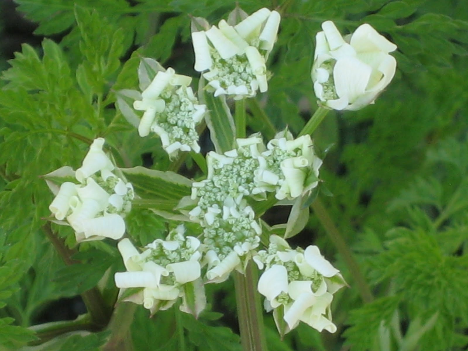 Lisa Bonassin's Garden: What's Blooming Now White Lace Flower (Orlaya ...